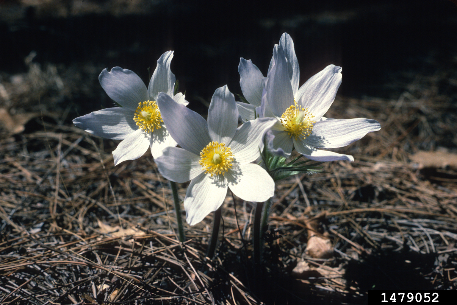 American pasqueflower (Pulsatilla patens (L.) P. Mill.)