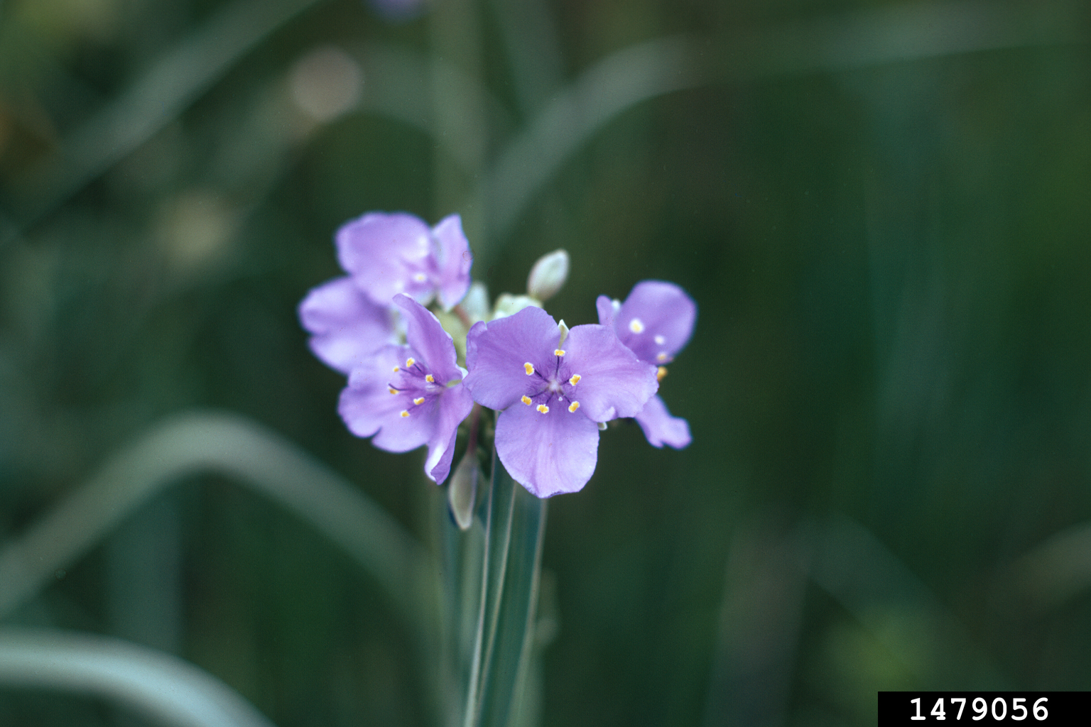 common spiderwort (Tradescantia ohiensis)