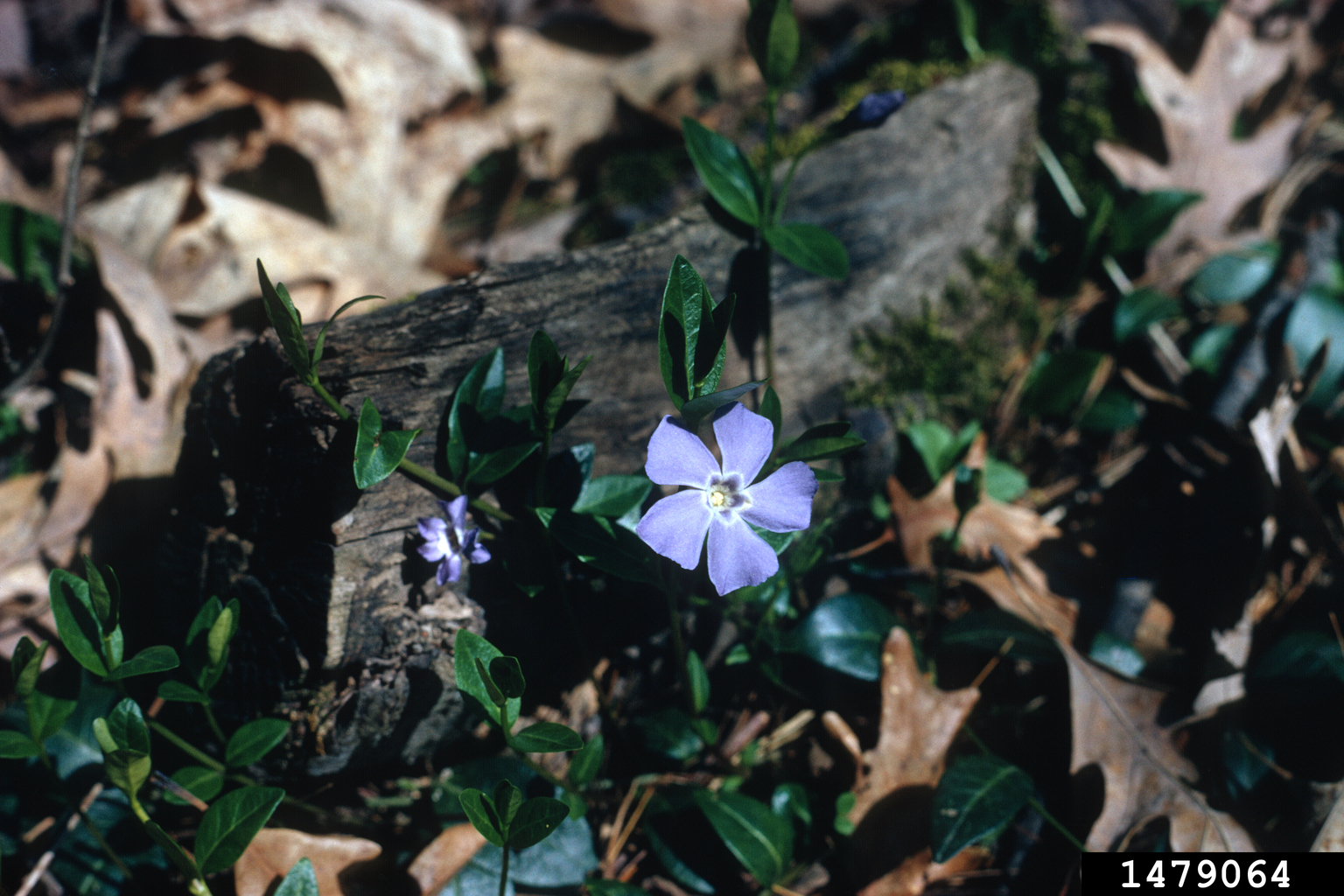 common periwinkle (Vinca minor)