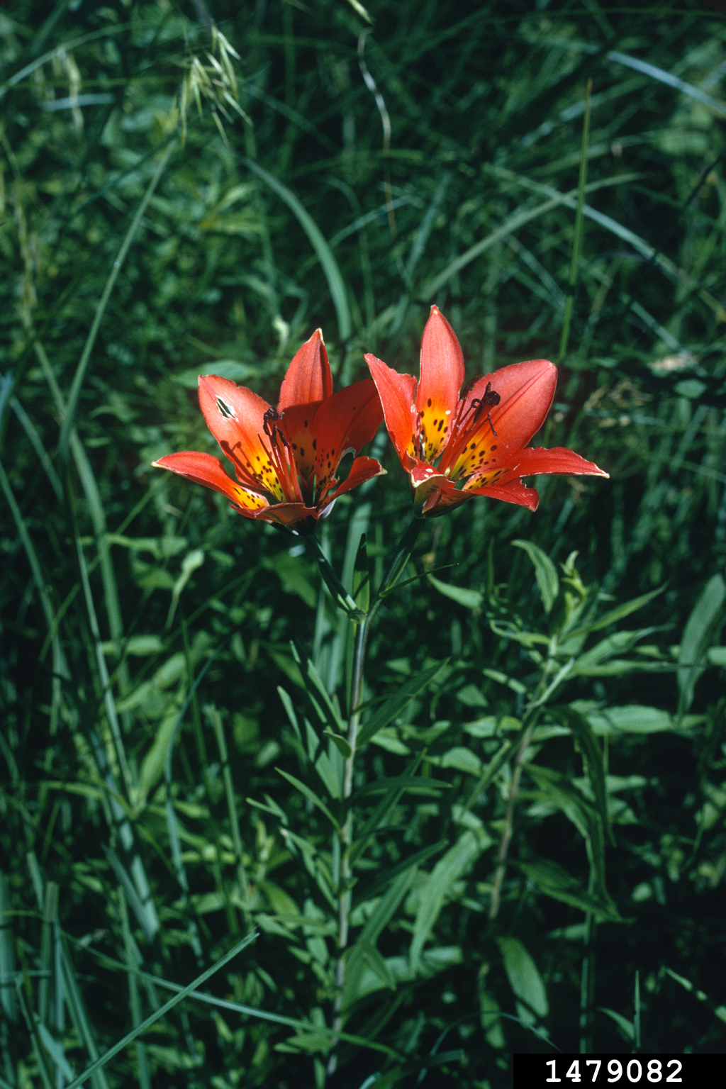 wood lily (Lilium philadelphicum L.)