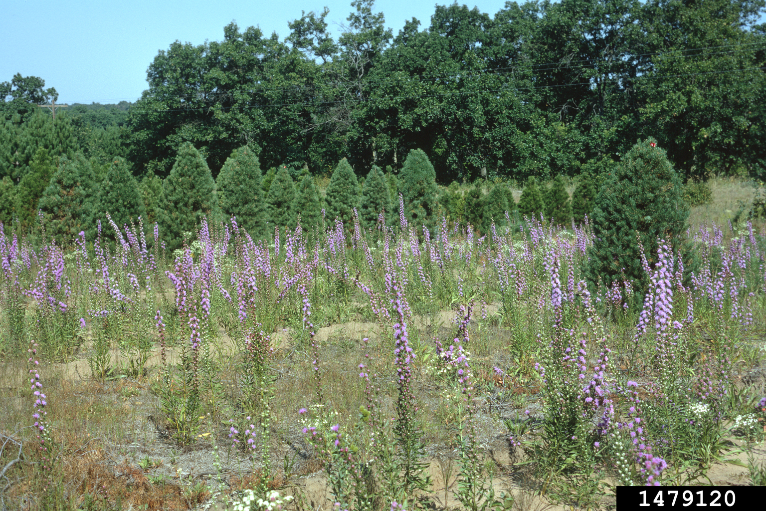 blazing star (Genus Liatris)