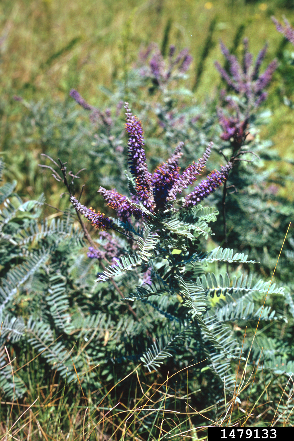 leadplant, Amorpha canescens (Fabales: Fabaceae) - 1479133