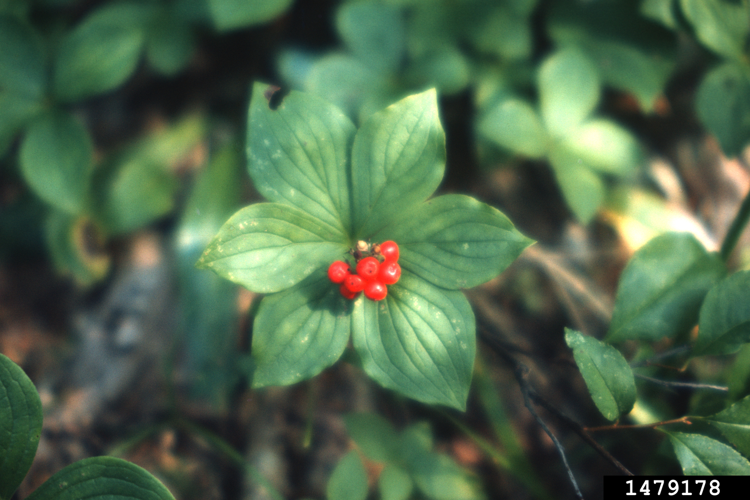 bunchberry (Cornus canadensis L.)