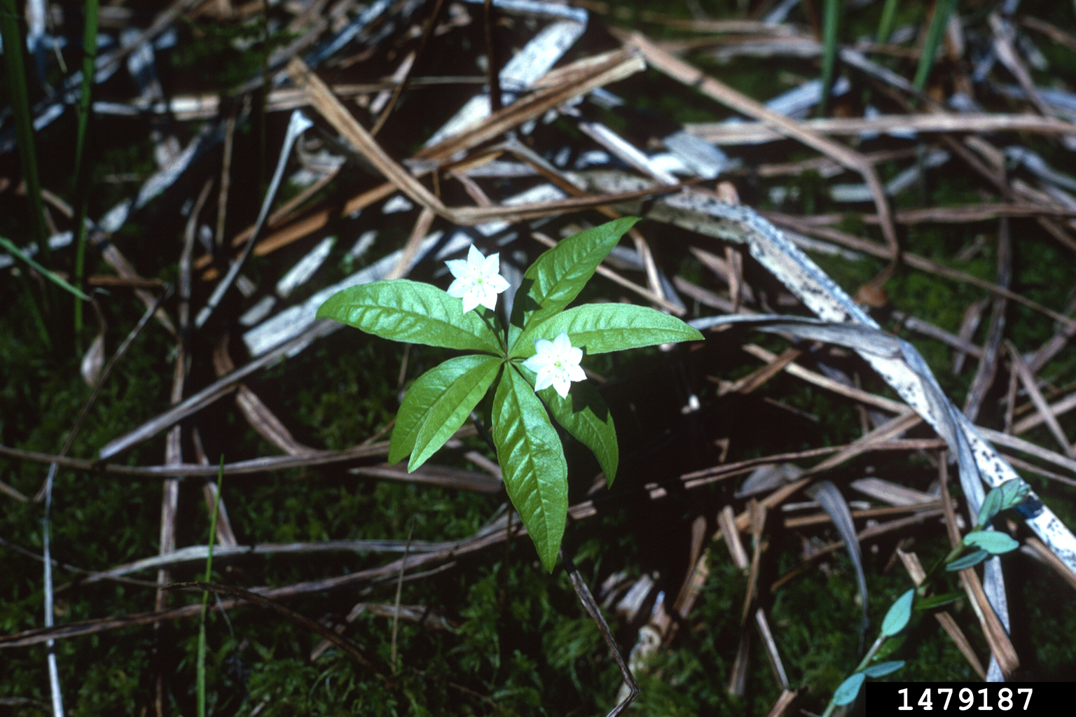 star-flower (Trientalis borealis Raf.)