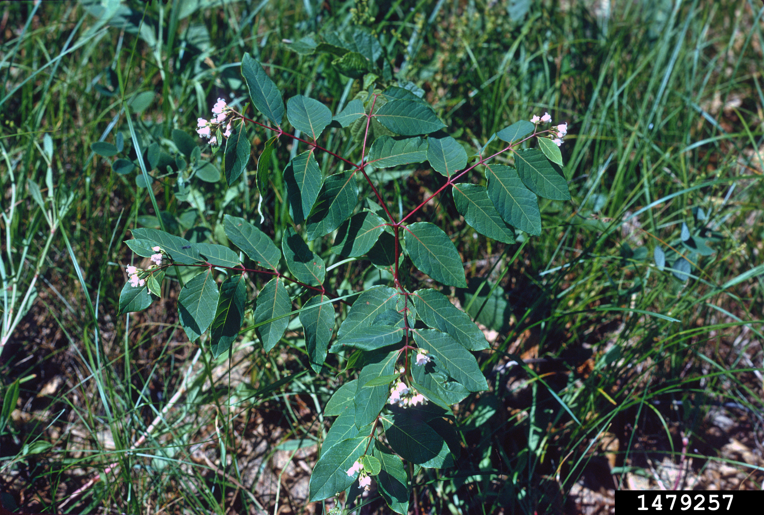 dogbane (Genus Apocynum)