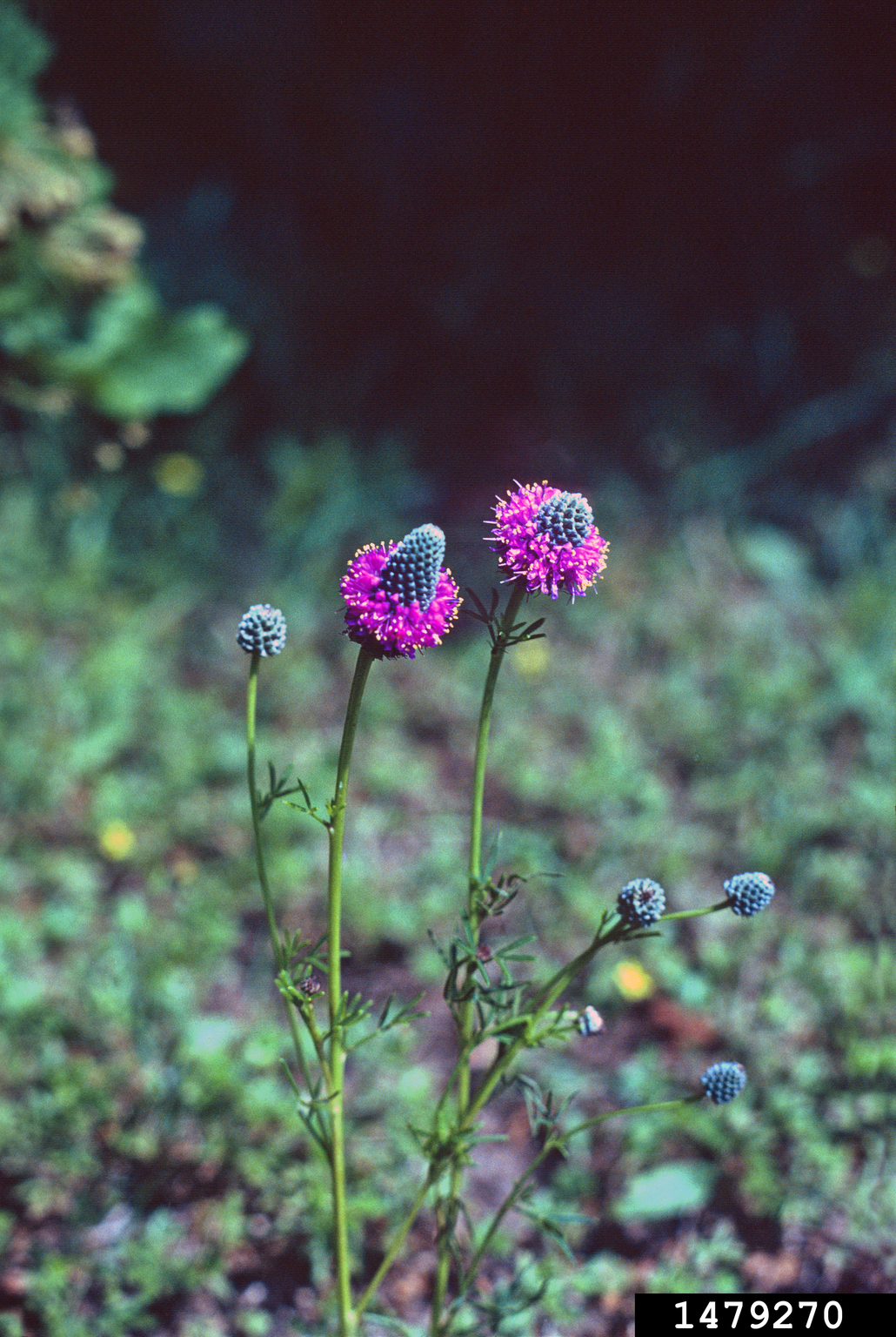 purple prairie clover (Dalea purpurea)
