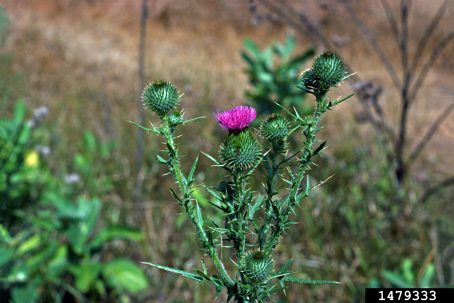 bull thistle (Cirsium vulgare)