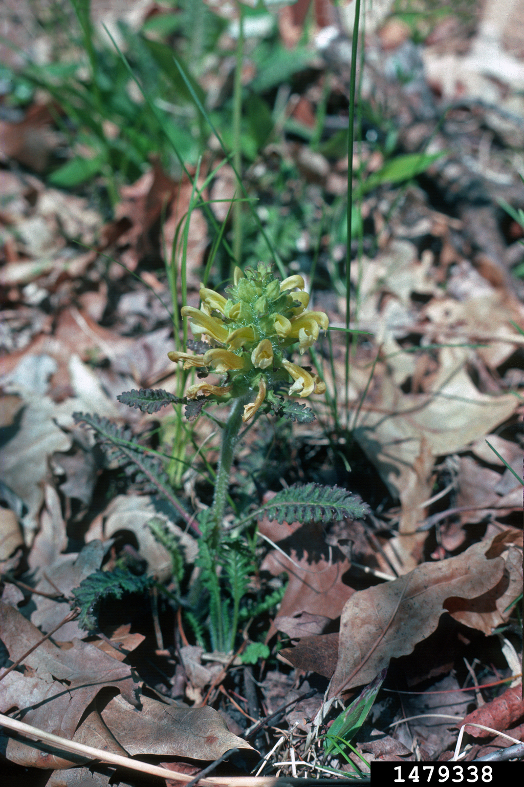 hedgenettle (Genus Stachys)