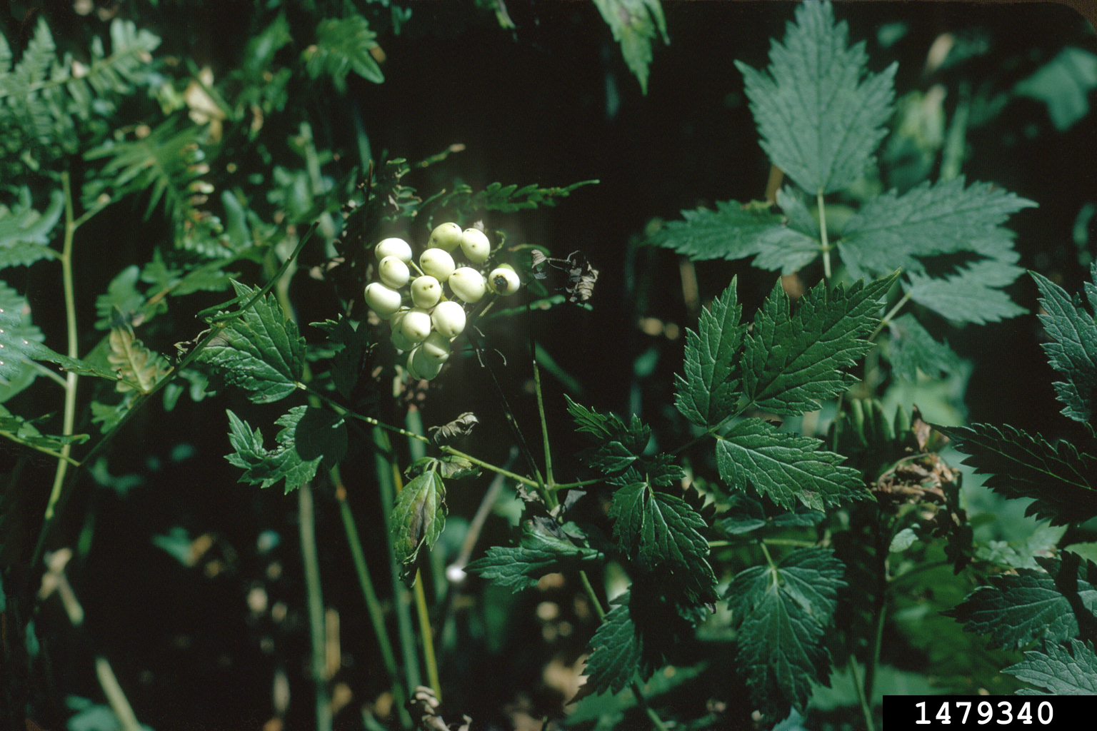 white baneberry (Actaea pachypoda Elliot)