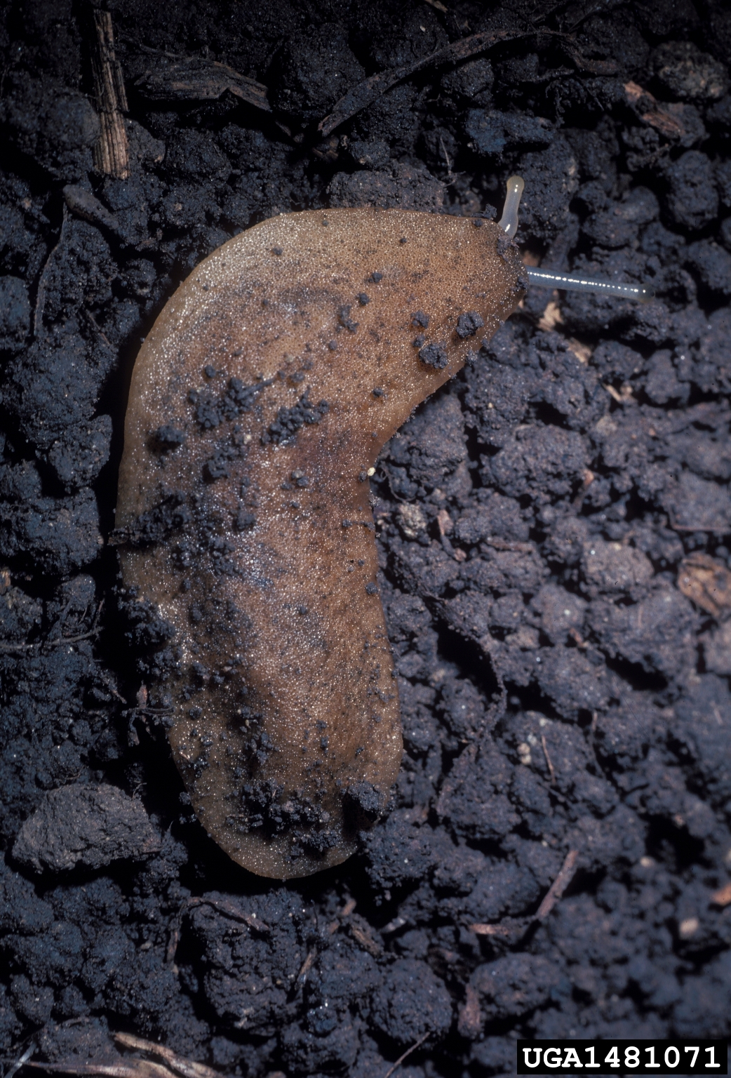 slug (Sarasinula plebeia (P. Fischer, 1868))
