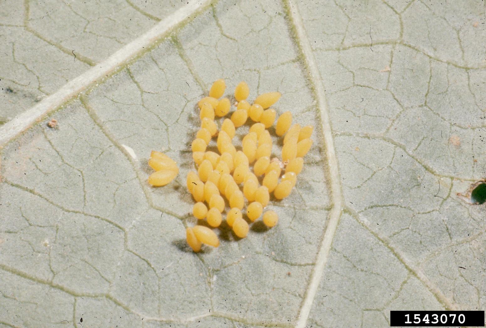 Mexican bean beetle (Epilachna varivestis)