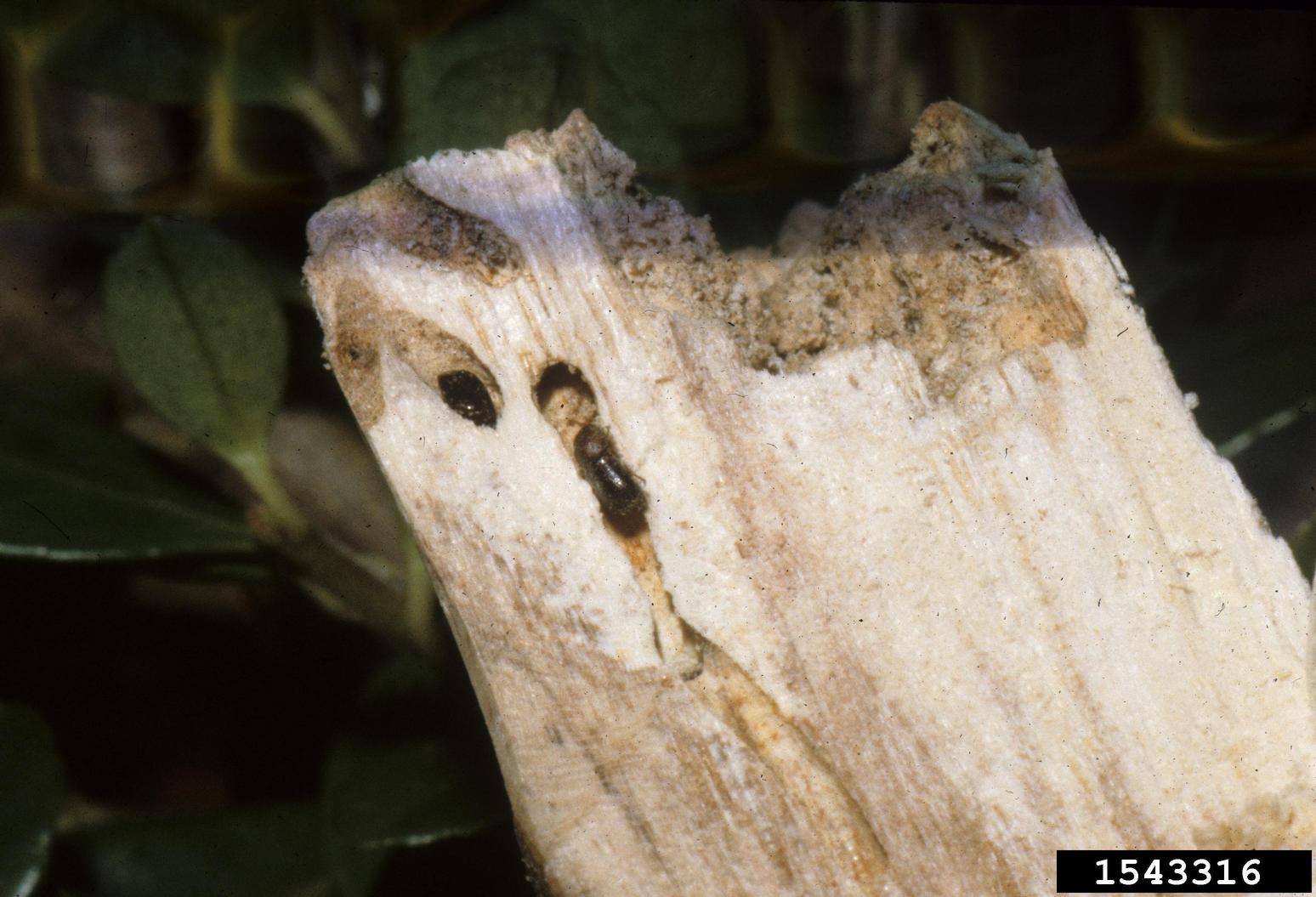 ambrosia beetle (Ambrosiodmus rubricollis)