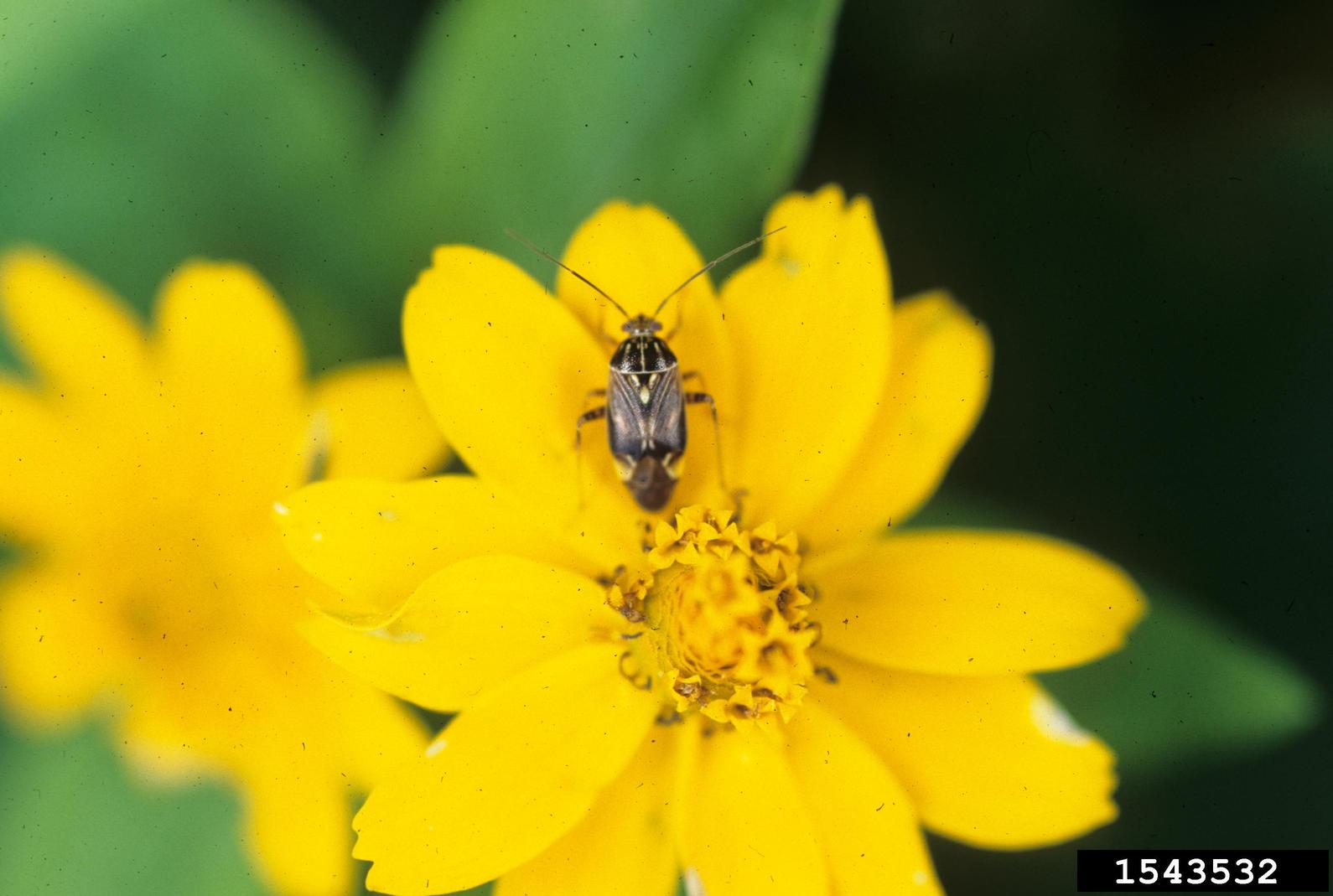 tarnished plant bug (Lygus lineolaris)