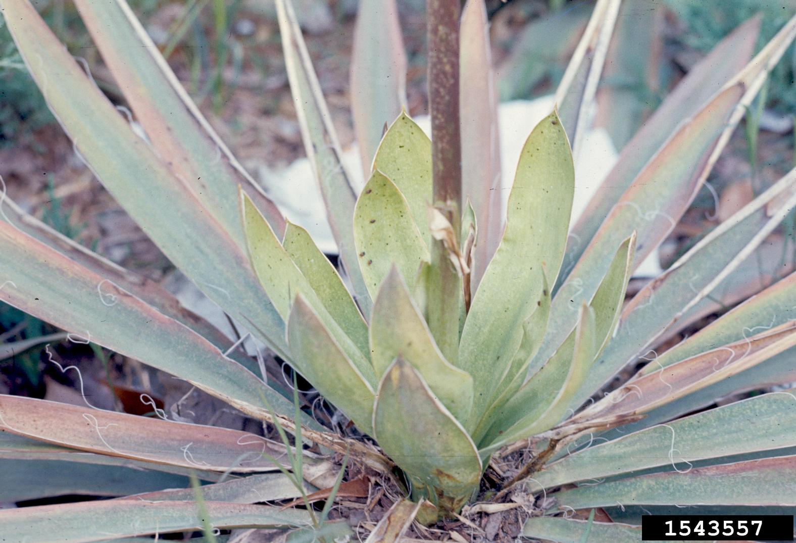 yucca plant bug (Halticotoma valida Townsend)
