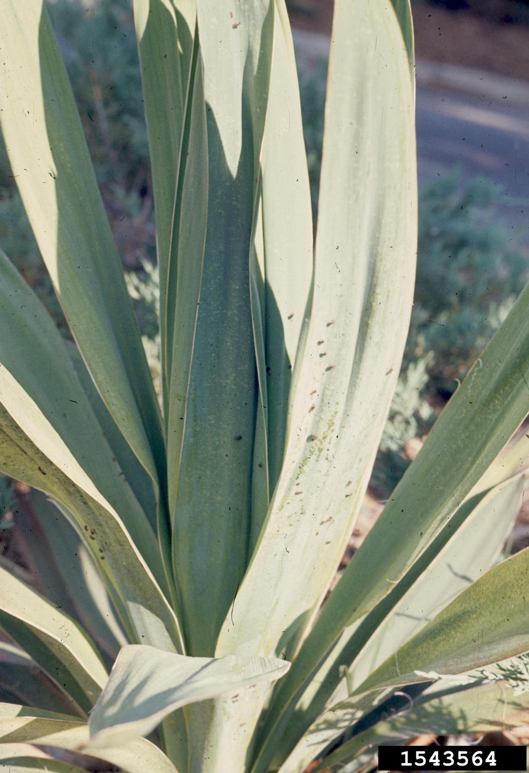 yucca plant bug (Halticotoma valida ) on yucca (Yucca spp. ) - 1543564