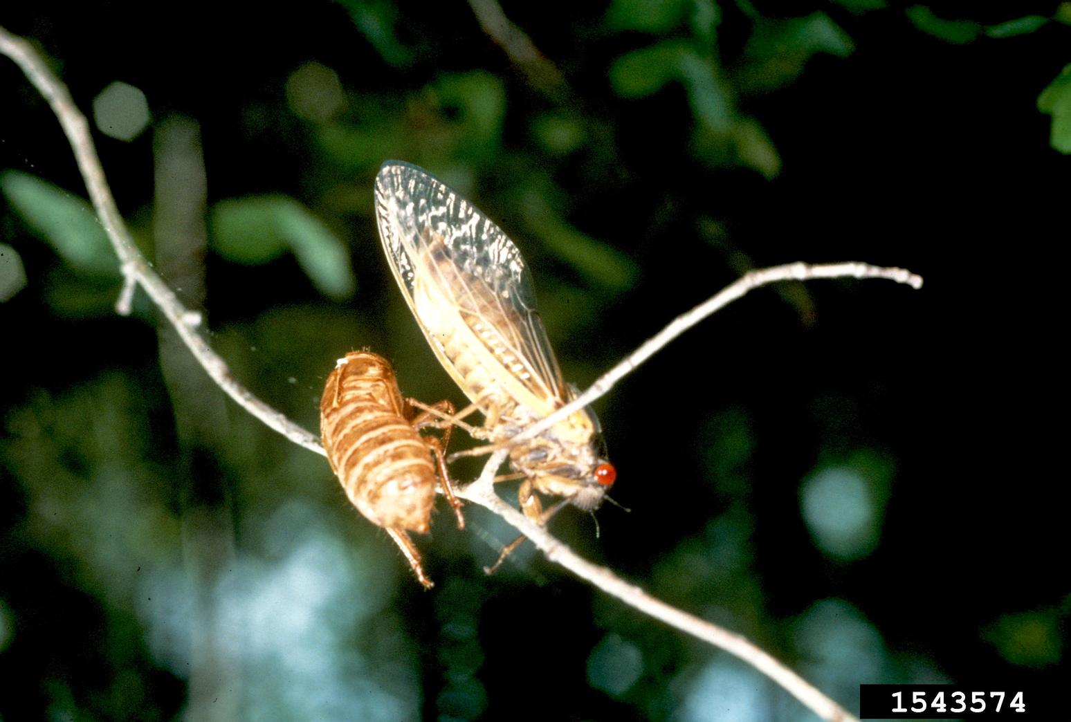 periodical cicada (Genus Magicicada Davis, 1925)