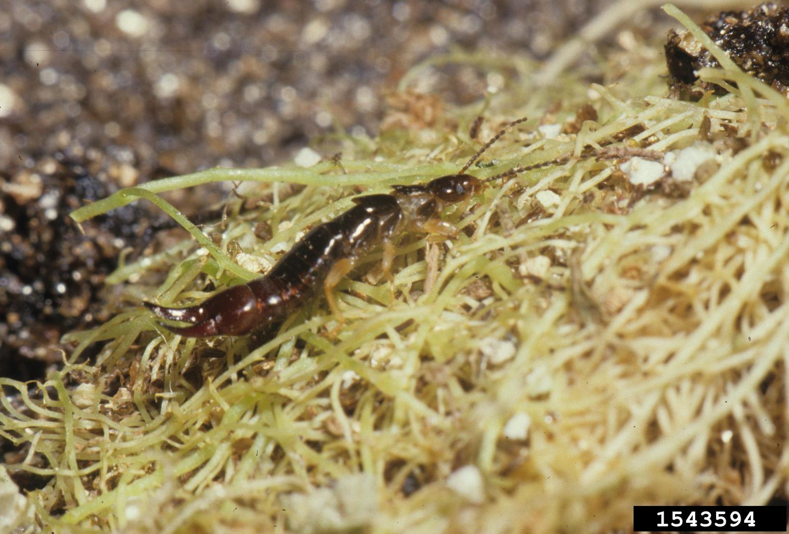 earwig (Order Dermaptera)