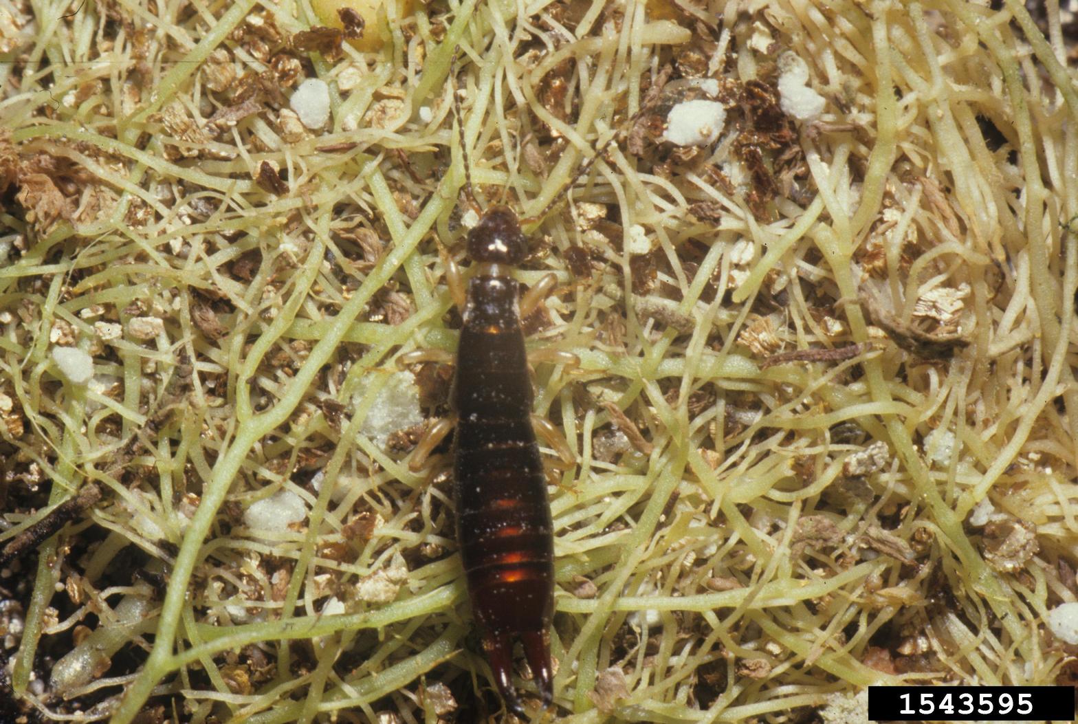 earwig (Order Dermaptera)