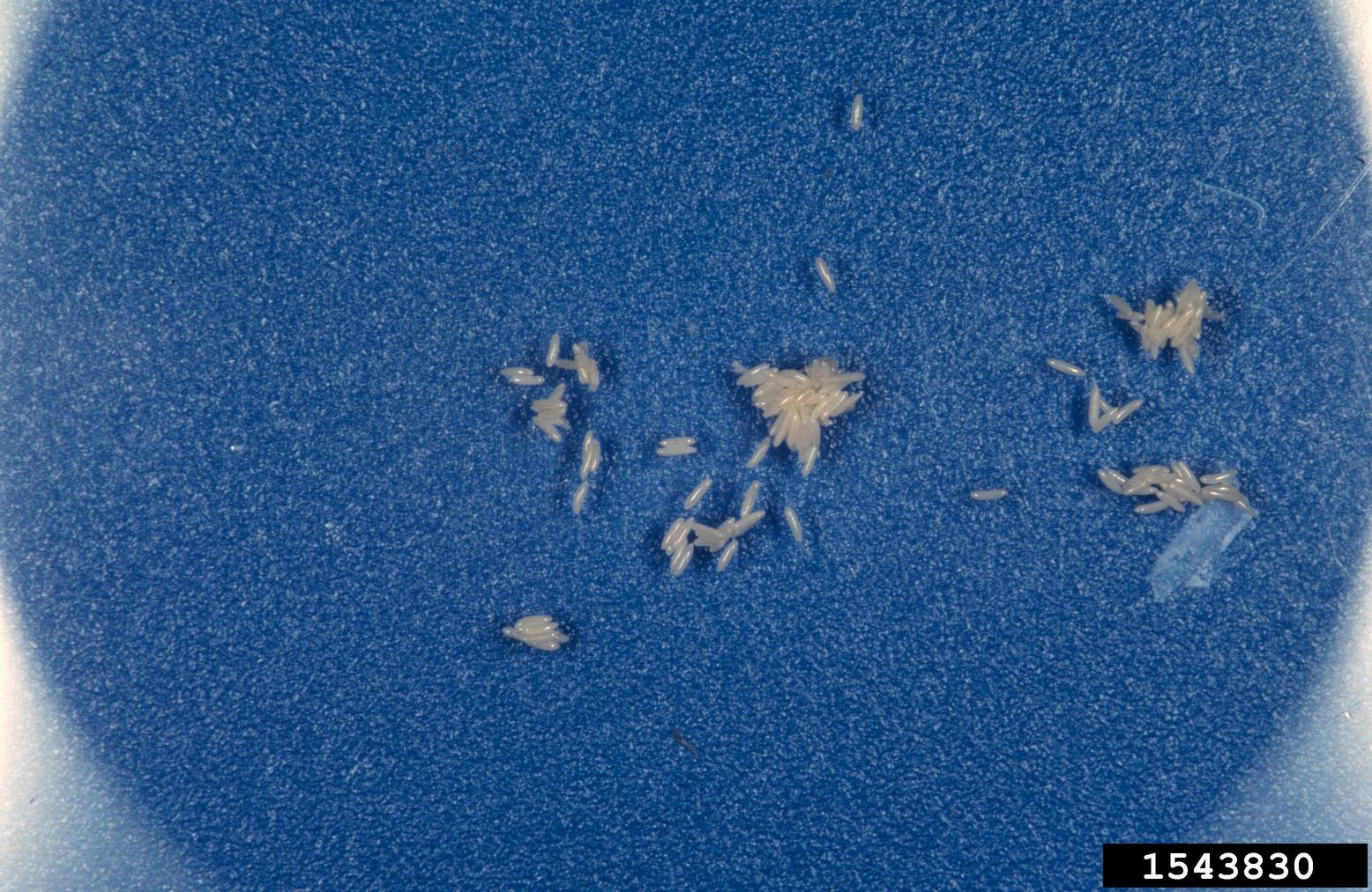 house fly (Musca domestica Linnaeus, 1758)