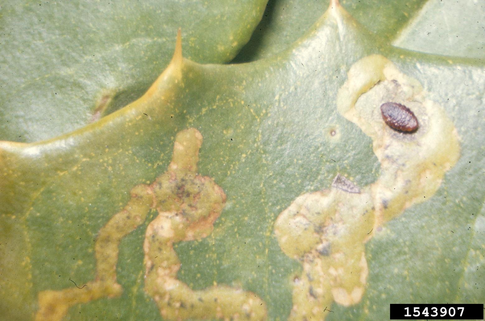 native holly leafminer (Phytomyza ilicicola)