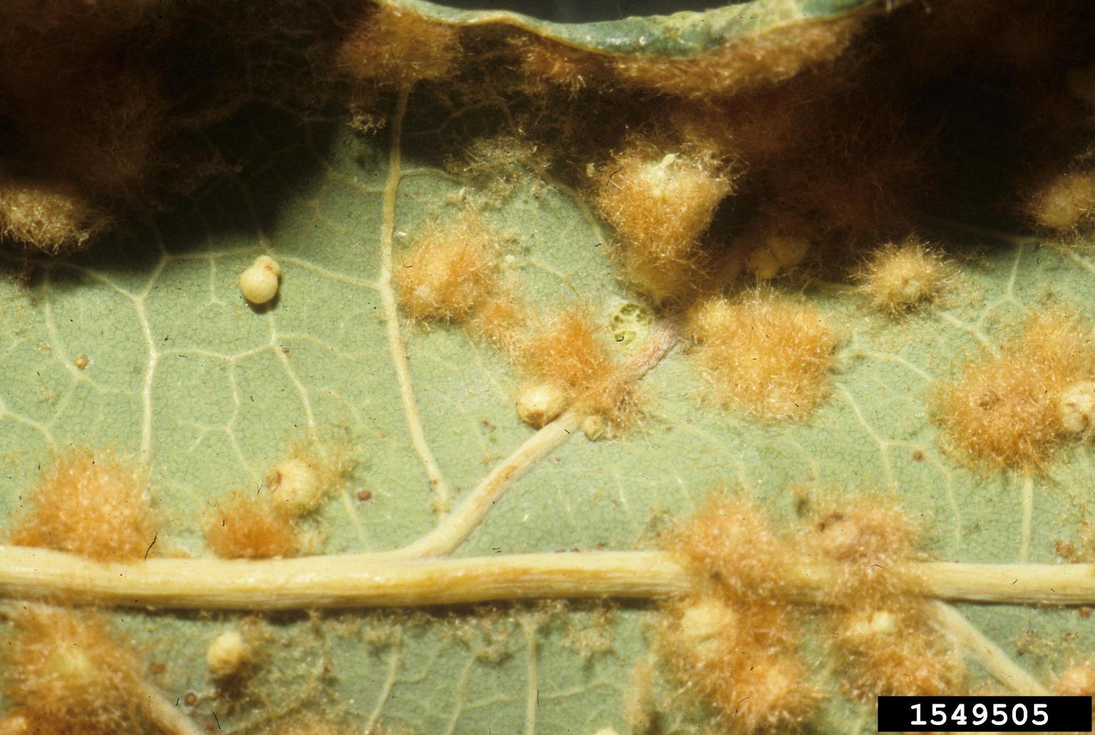 Cynipid gall wasp (Family Cynipidae)