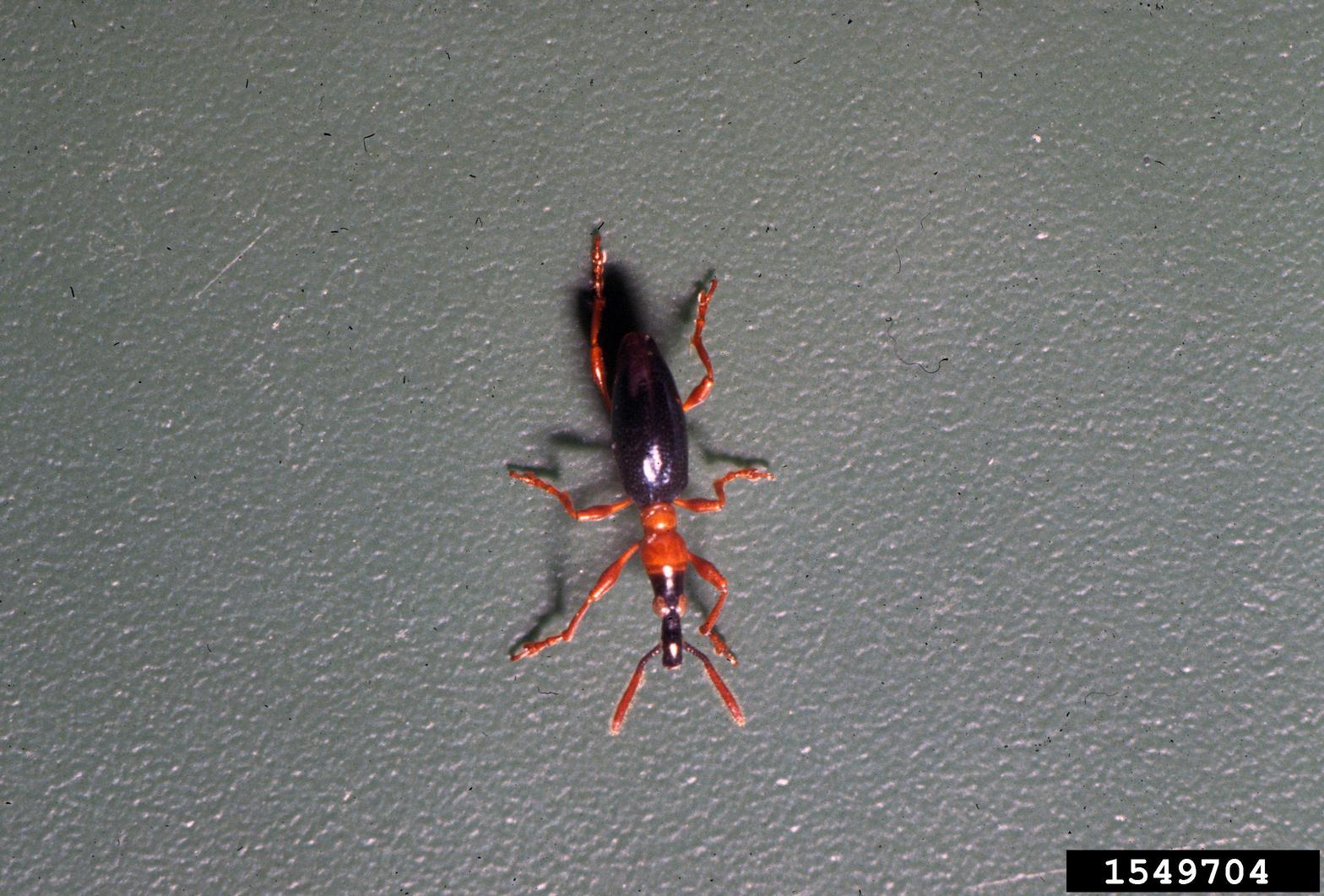 sweetpotato weevil (Cylas formicarius (Fabricius, 1798))