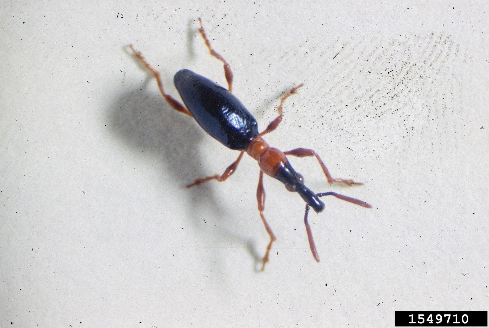 sweetpotato weevil (Cylas formicarius (Fabricius, 1798))