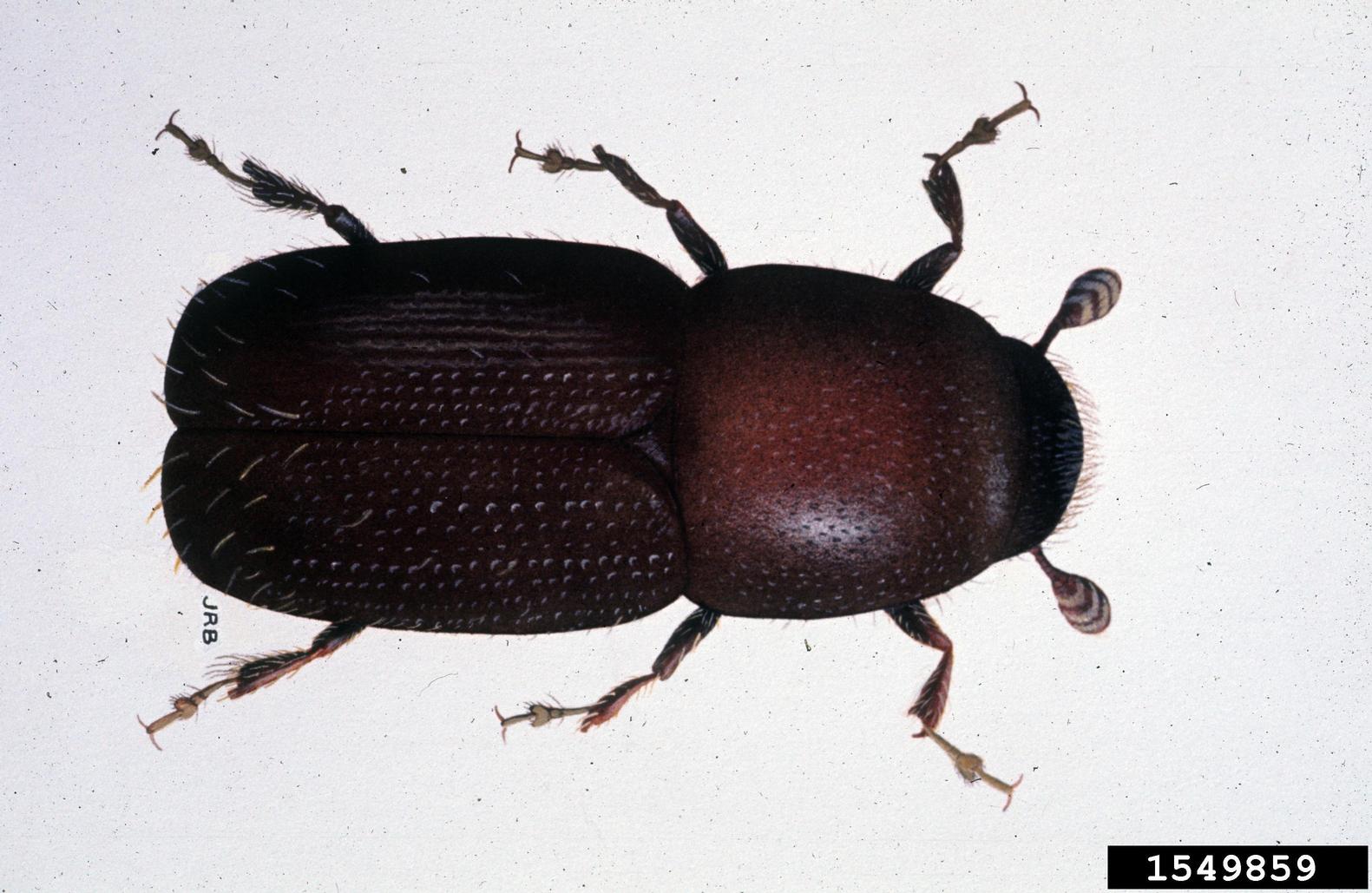 native elm bark beetle (Hylurgopinus rufipes)
