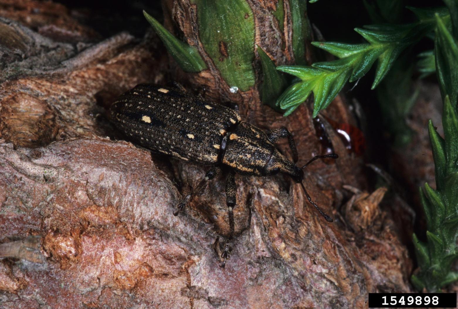 weevil (Genus Eudociminus)