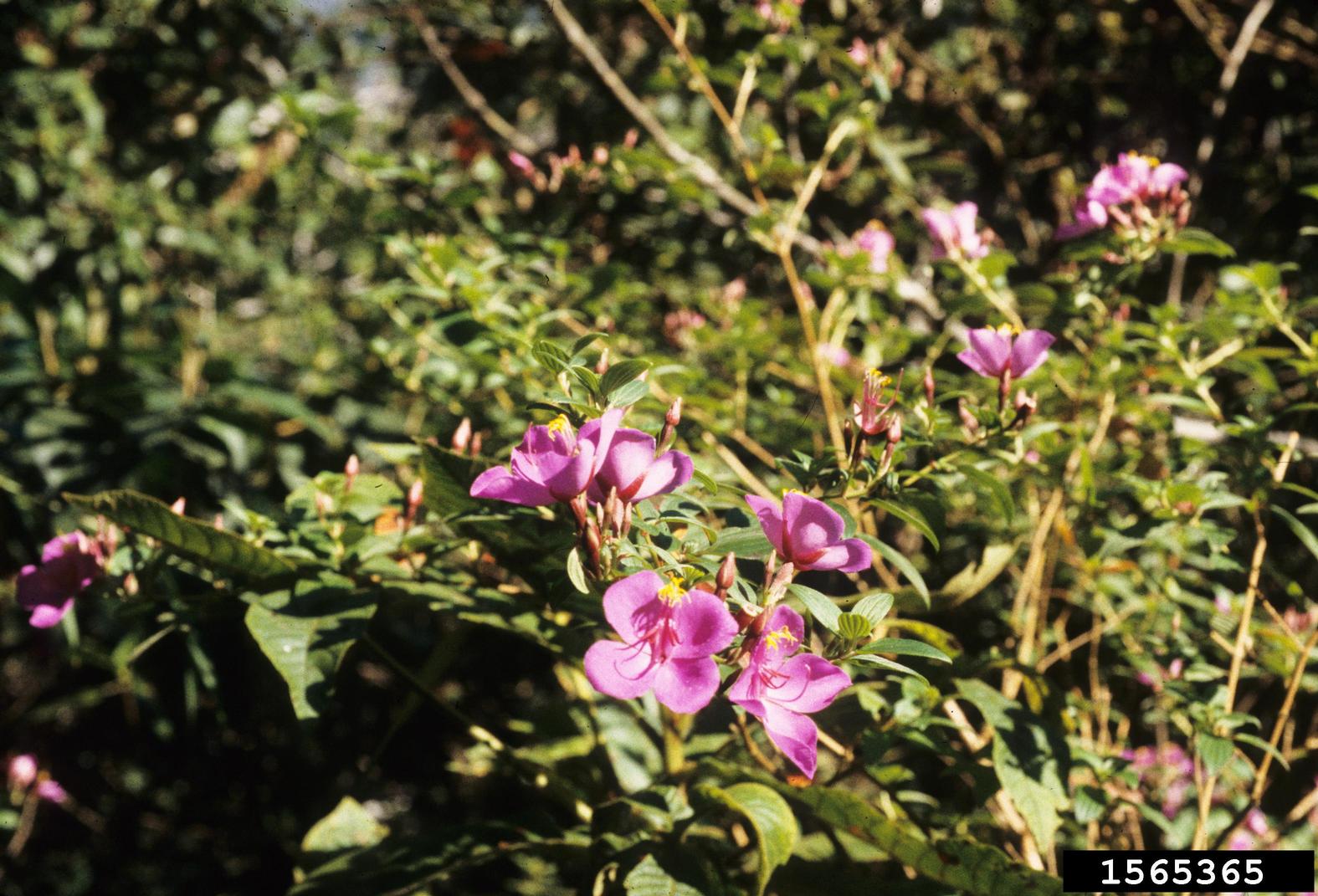 pink princess flower (Genus Monochaetum (DC.) Naudin, 1845 )