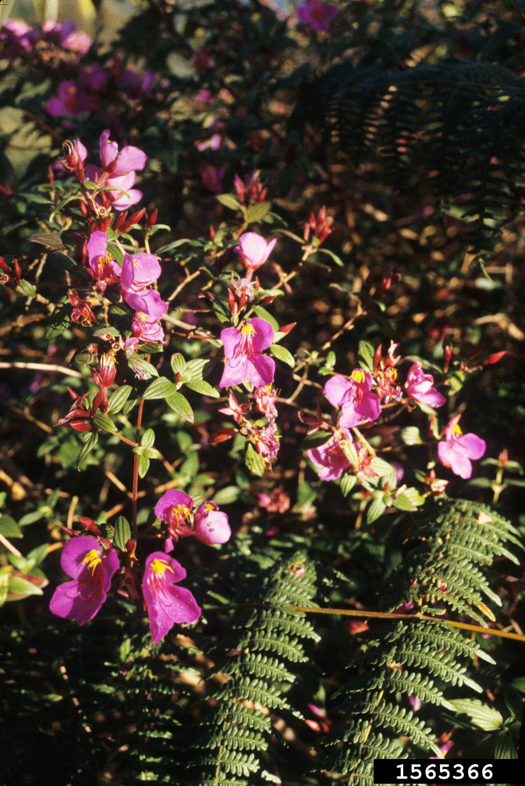 pink princess flower (Genus Monochaetum)