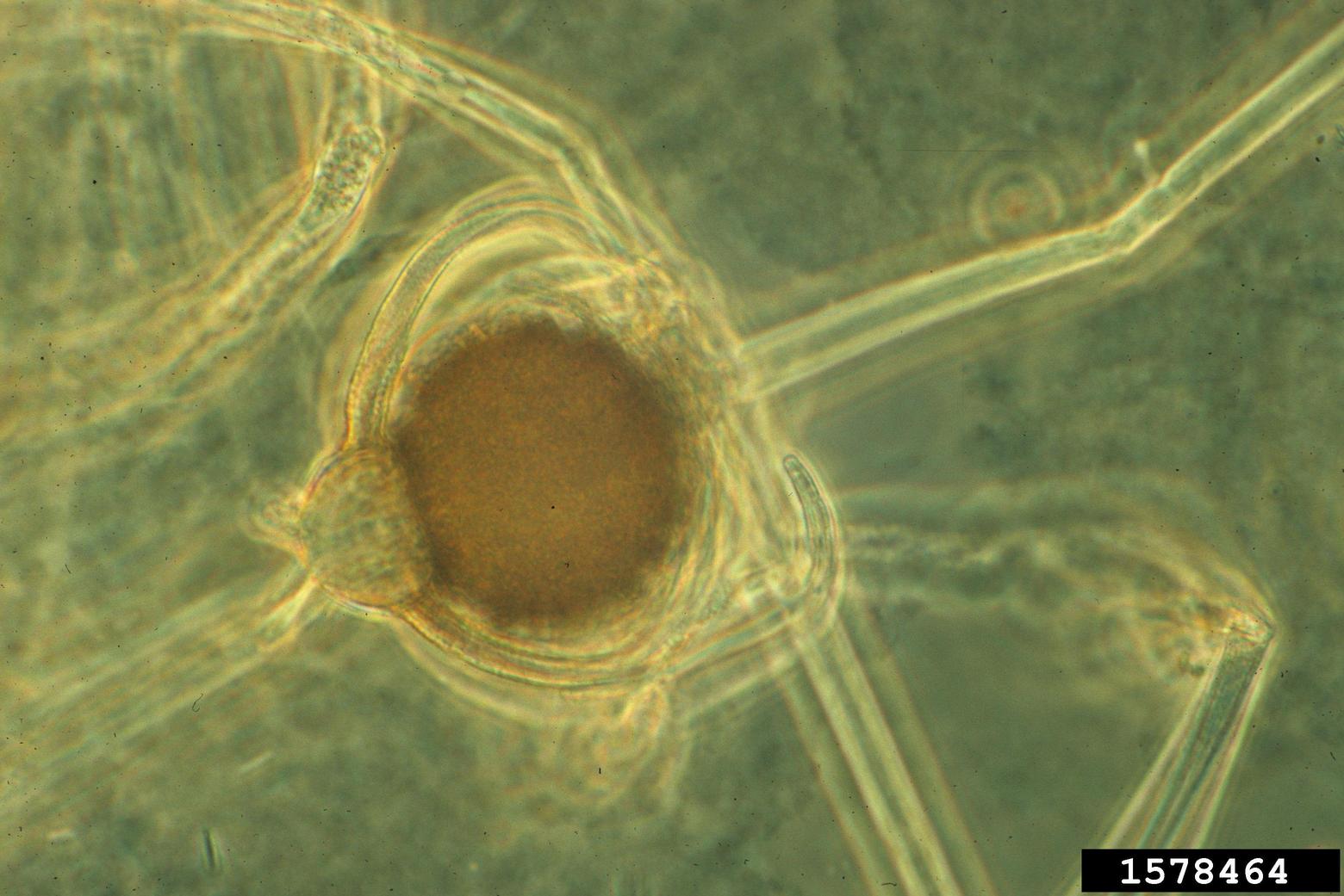 fungus (Absidia spinosa)