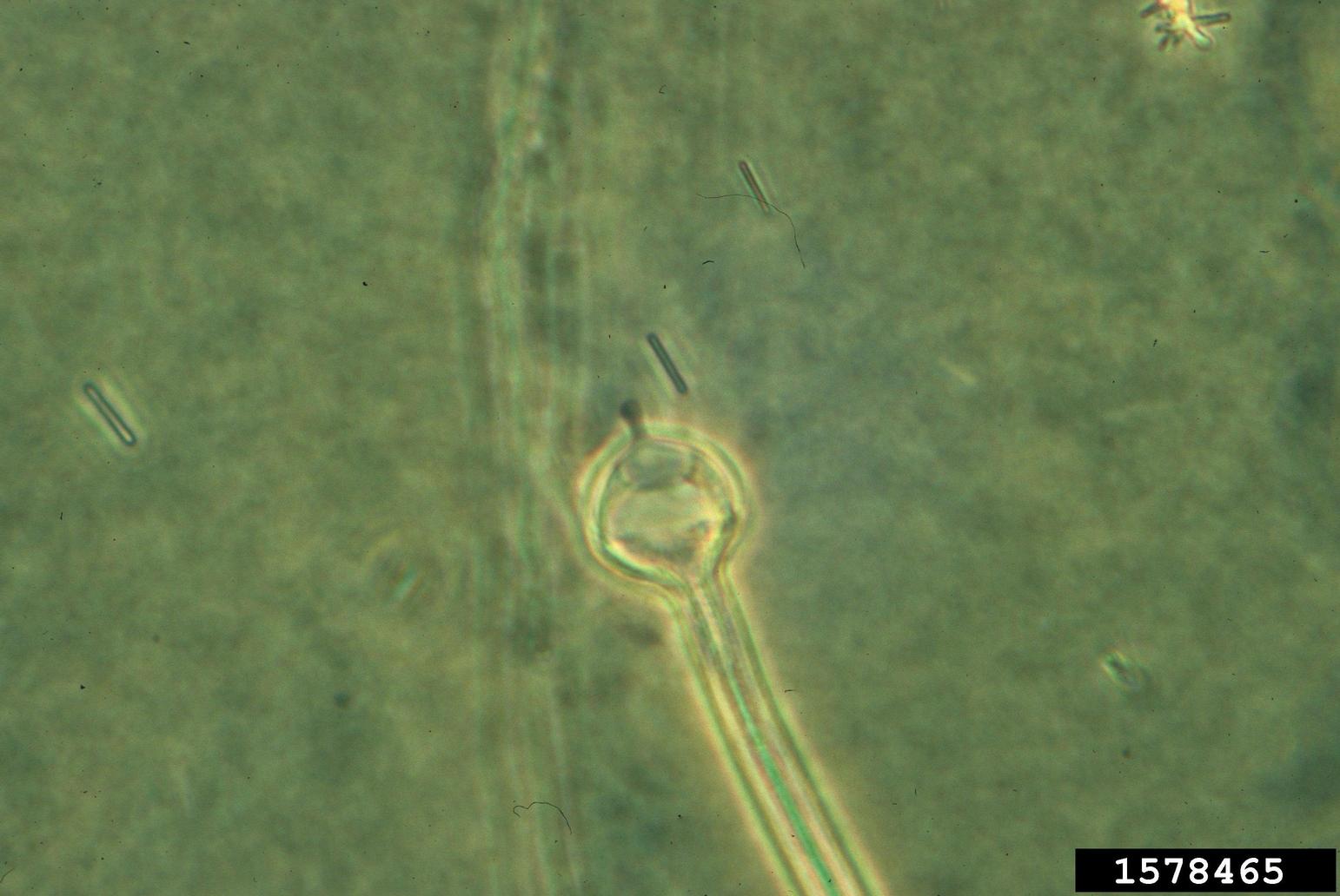 fungus (Absidia spinosa)