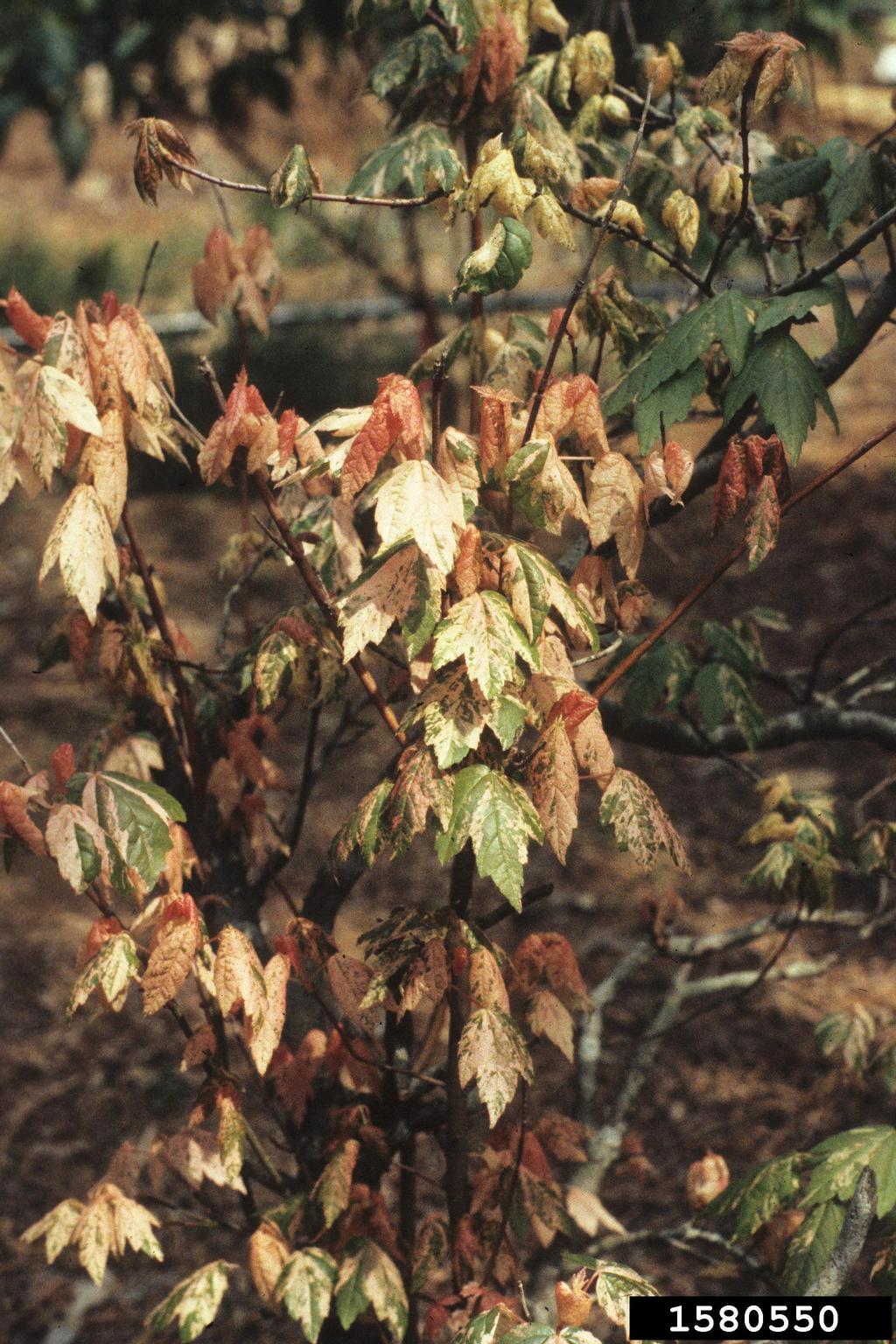 red maple (Acer rubrum L.)