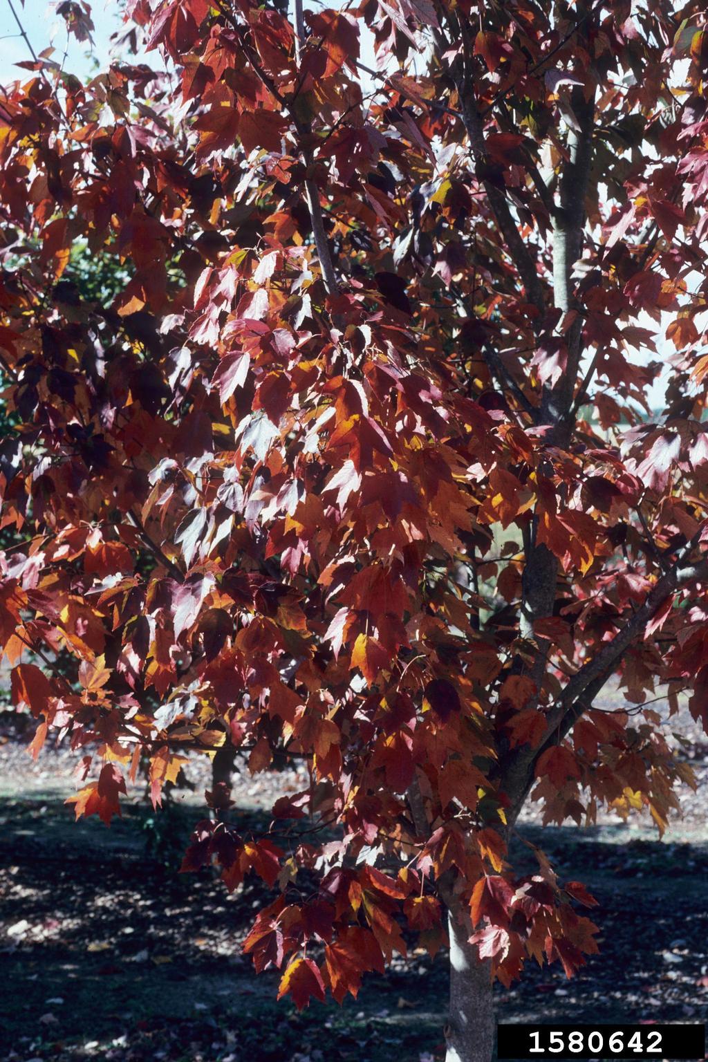 red maple (Acer rubrum L.)