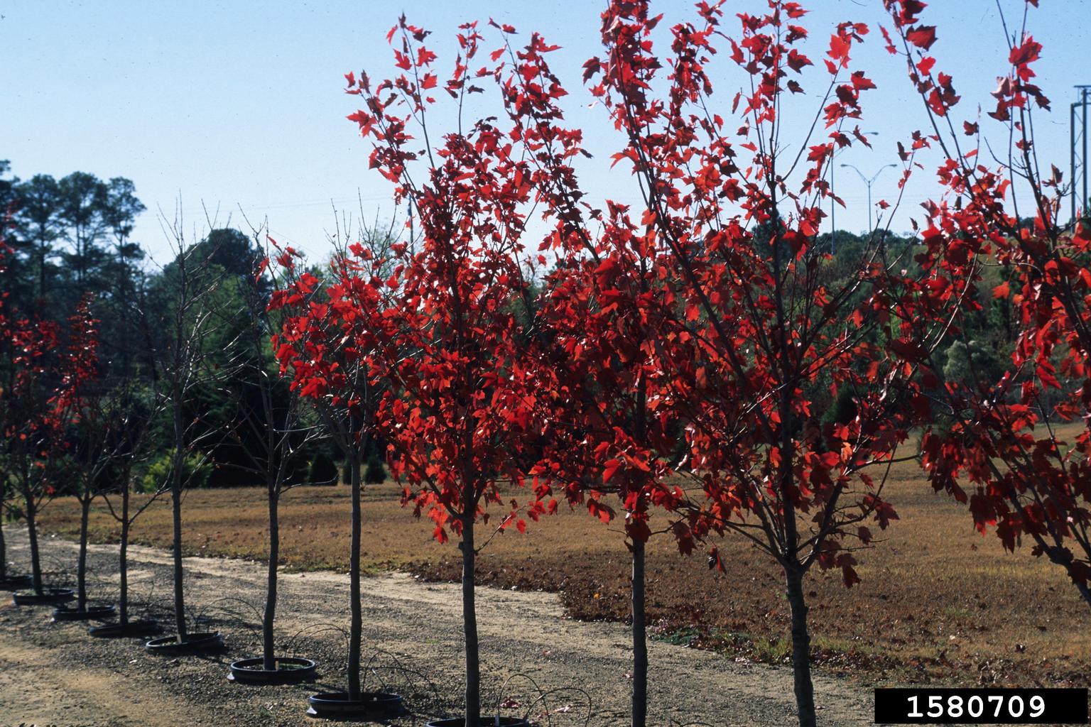 red maple (Acer rubrum)