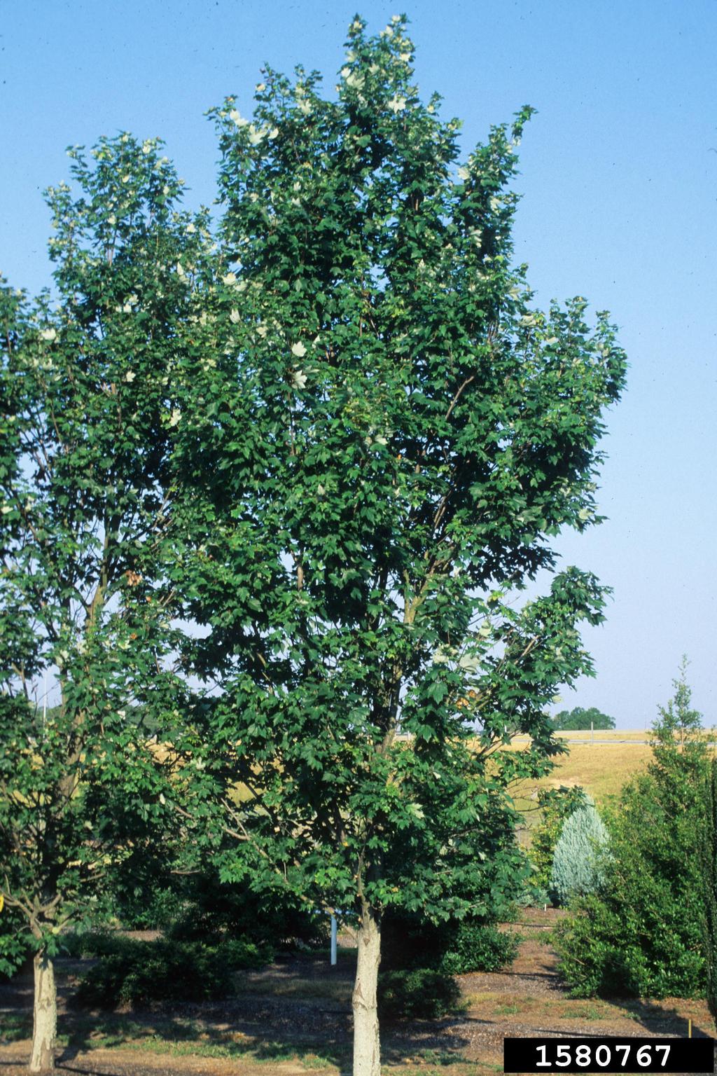 red maple (Acer rubrum)