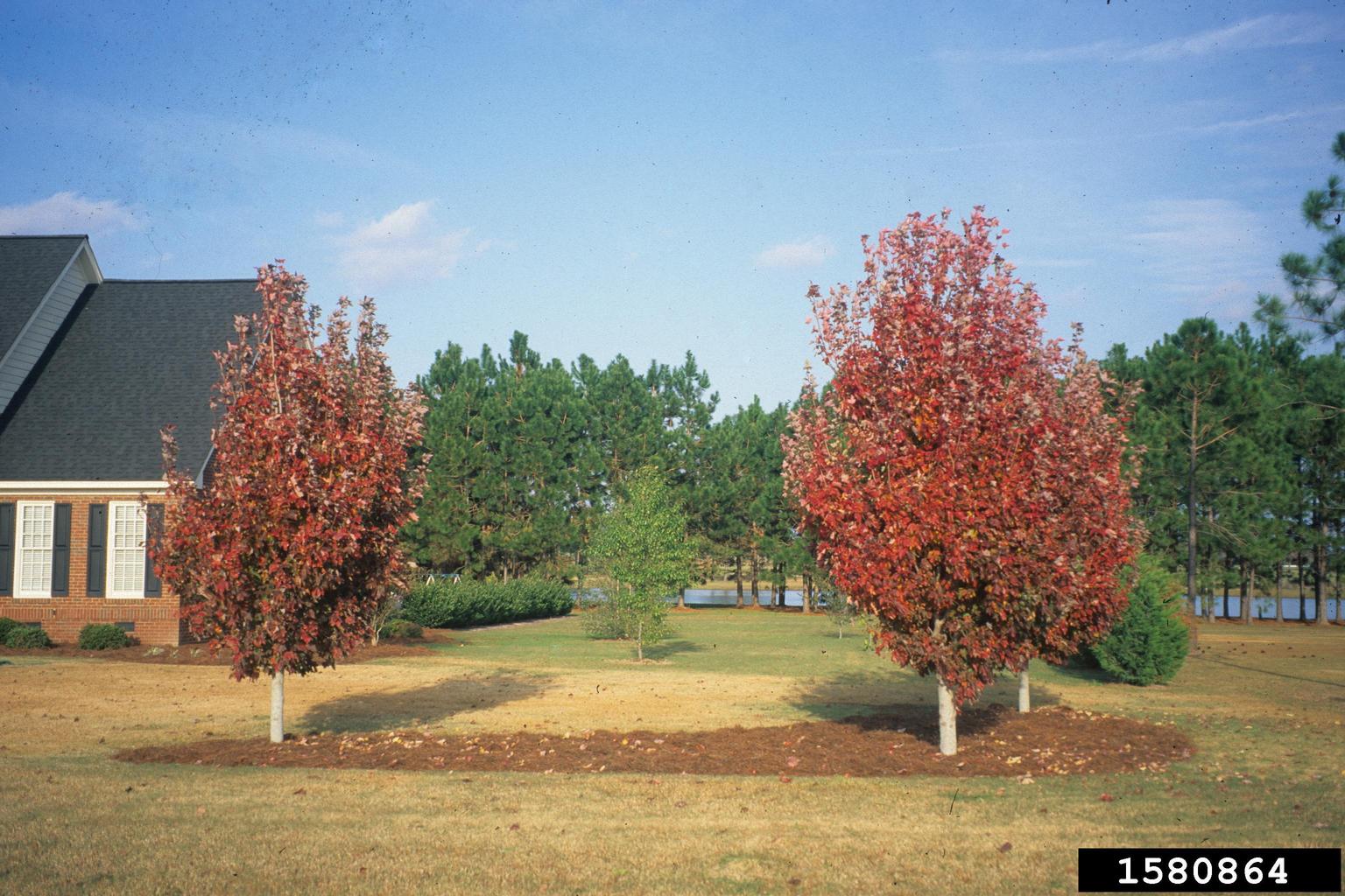 red maple (Acer rubrum)