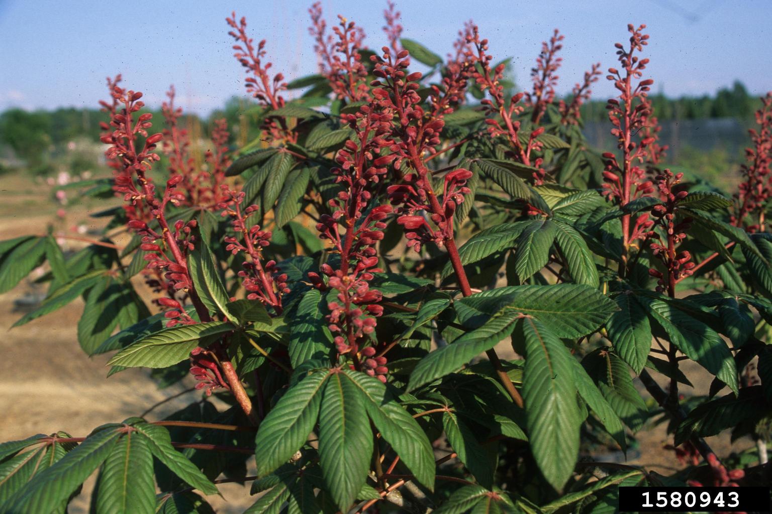 red buckeye (Aesculus pavia)