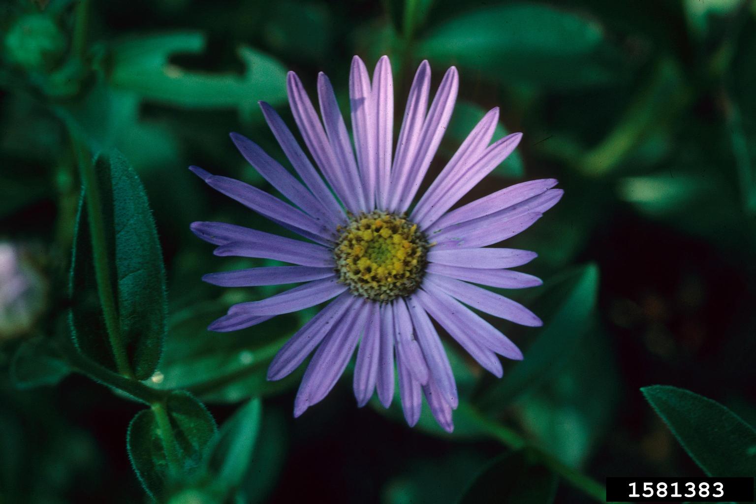 frikart's aster, Aster x frikartii (Asterales: Asteraceae) - 1581383