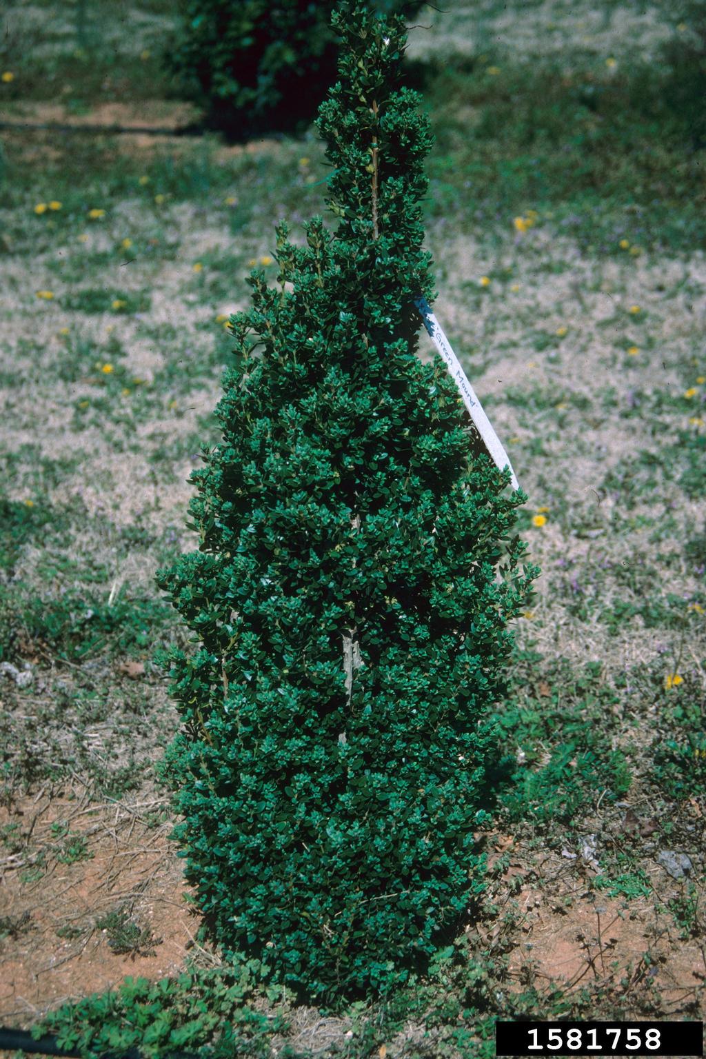 Korean boxwood (Buxus sinica var. insularis)
