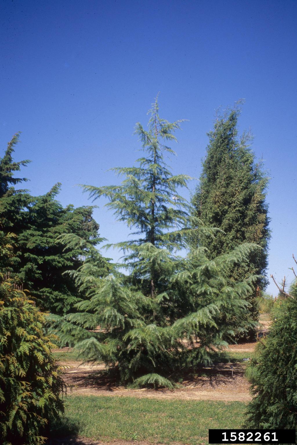 Deodar cedar (Cedrus deodara)