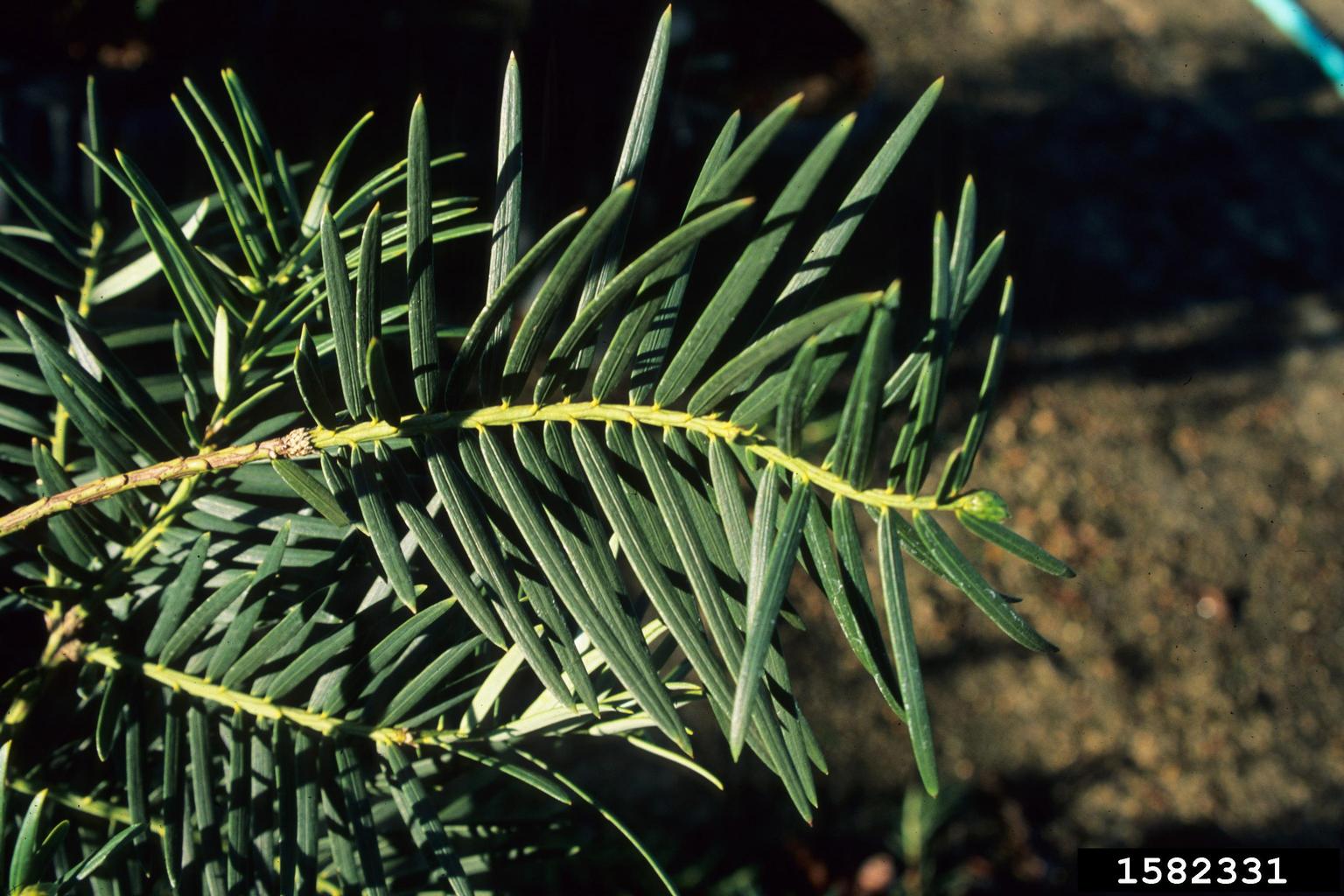 yew (Cephalotaxus lanceolata)