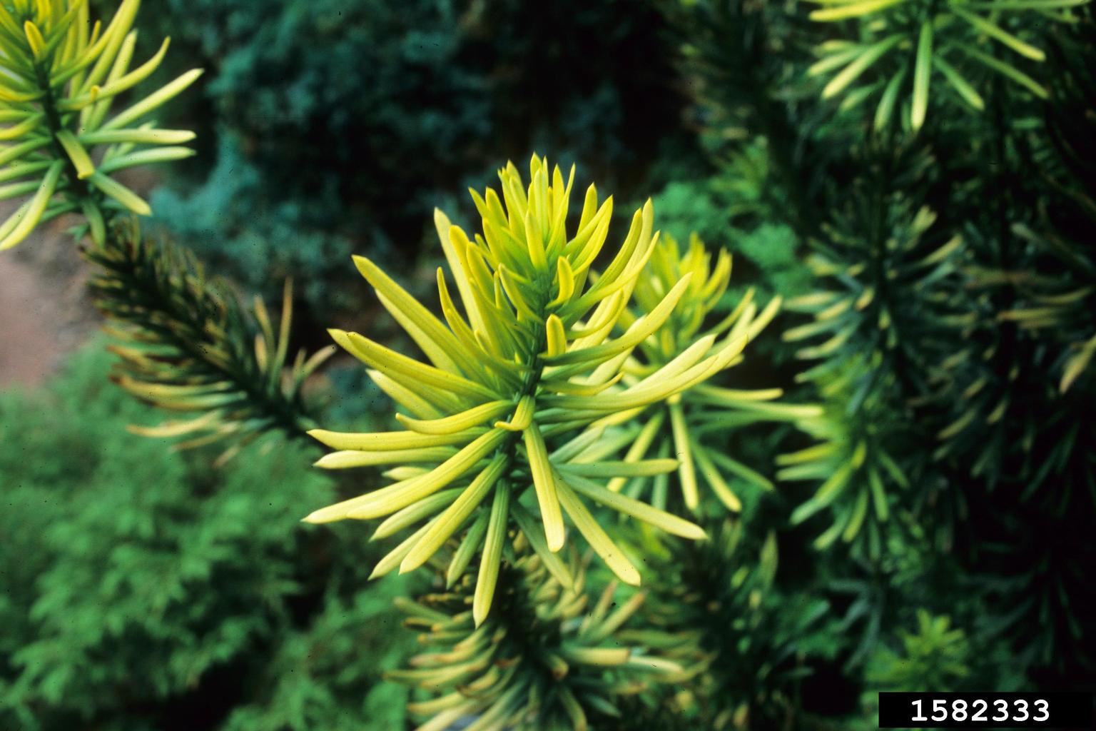 cephalotaxus (Genus Cephalotaxus)