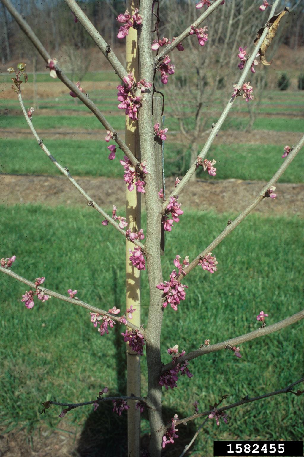 redbud (Genus Cercis L.)