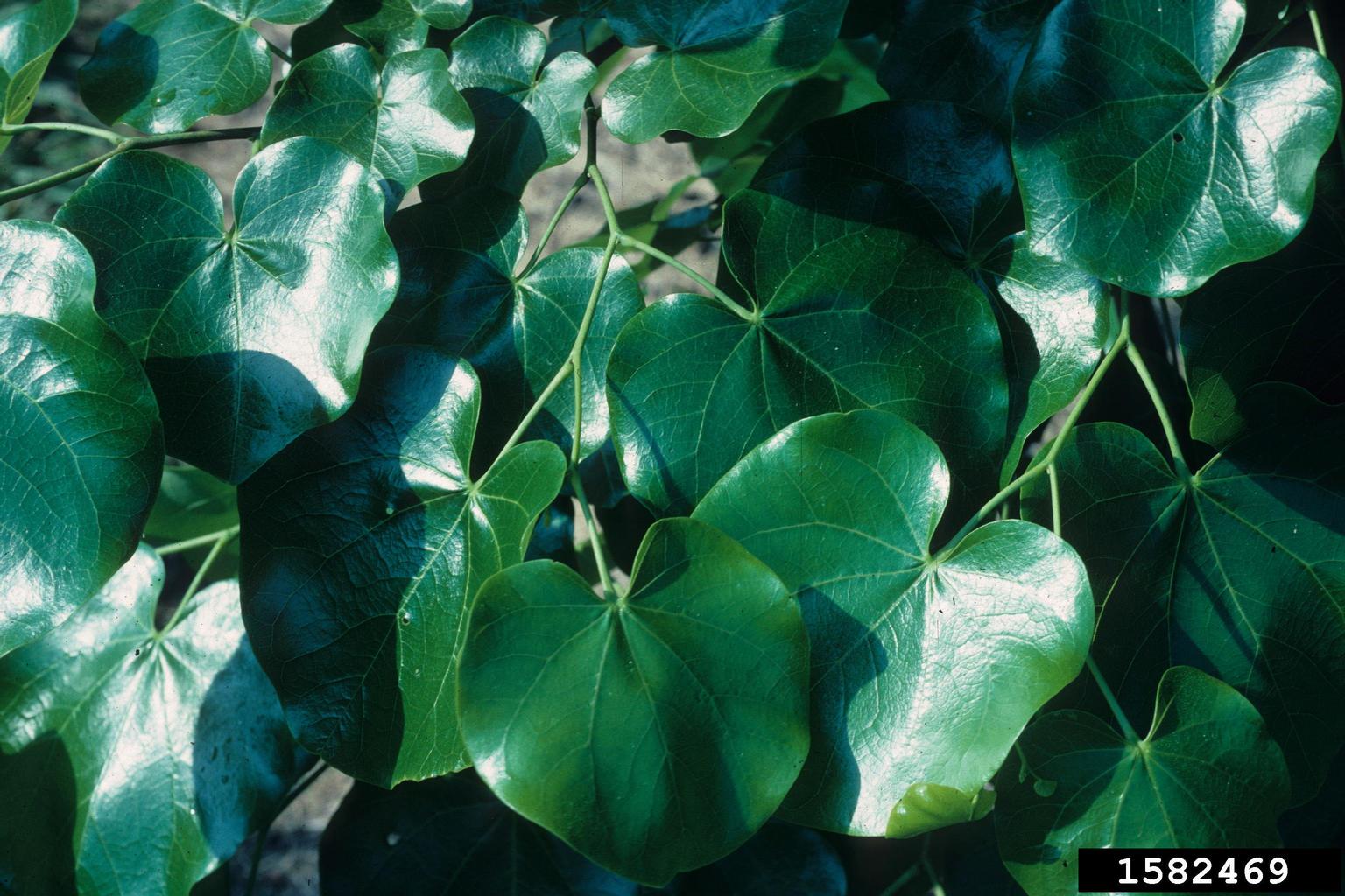 western redbud (Cercis canadensis var. texensis)