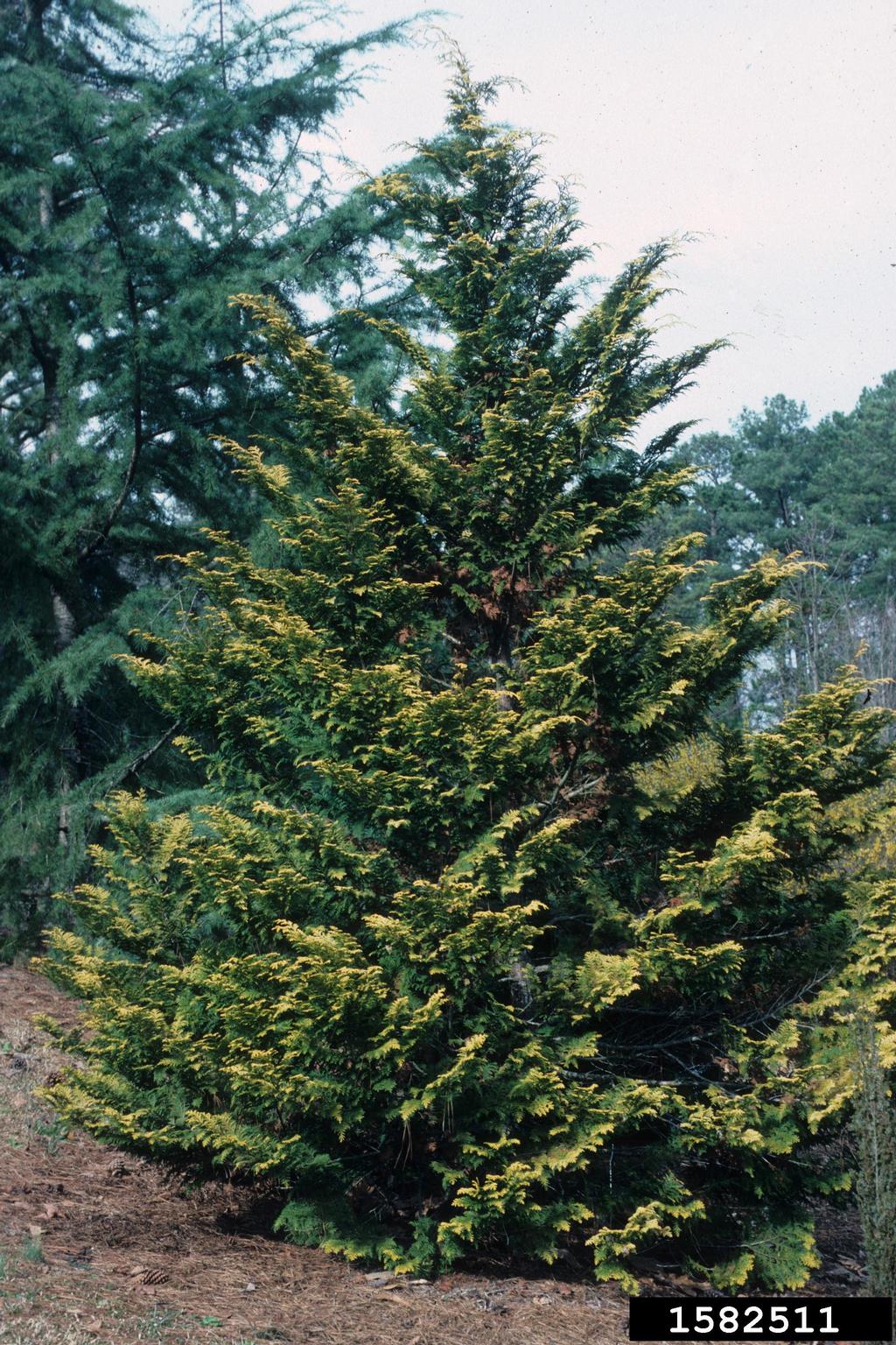 hinoki false cypress (Chamaecyparis obtusa)