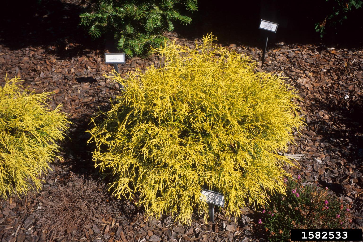 Japanese falsecypress, Chamaecyparis pisifera (Pinales: Cupressaceae ...