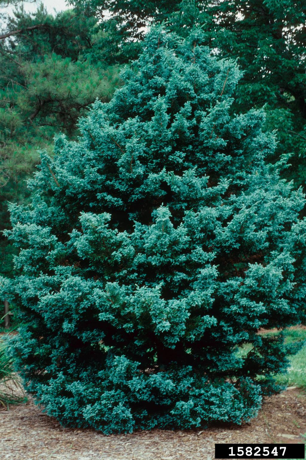 Japanese falsecypress (Chamaecyparis pisifera Siebold & Zucc. [excluded])