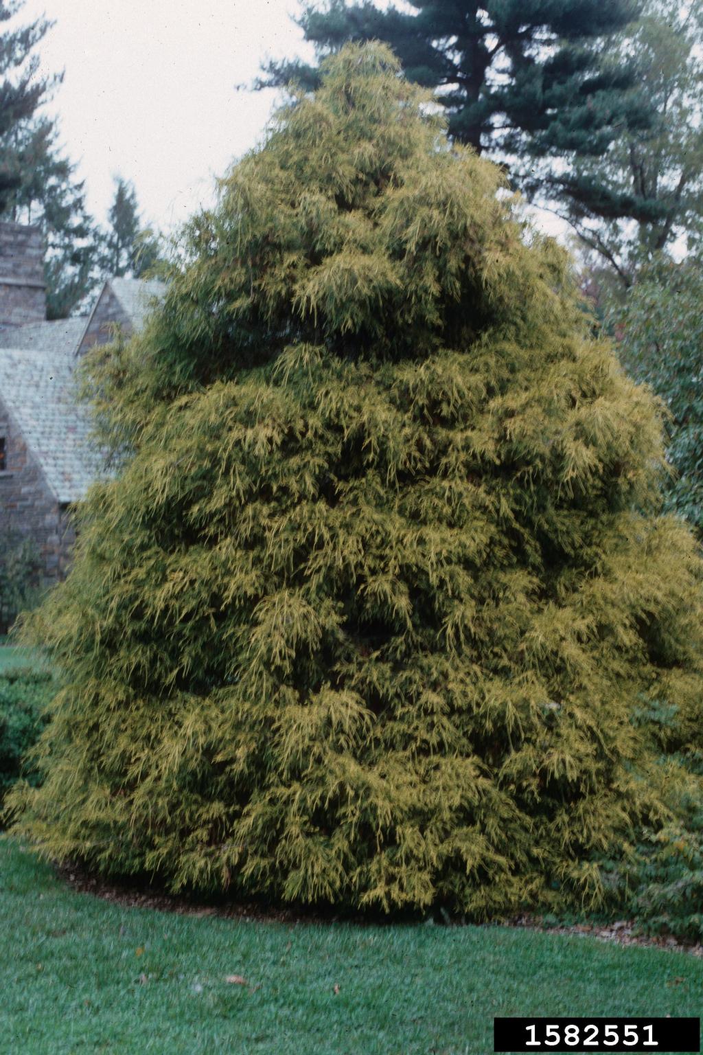 Japanese falsecypress (Chamaecyparis pisifera Siebold & Zucc. [excluded])